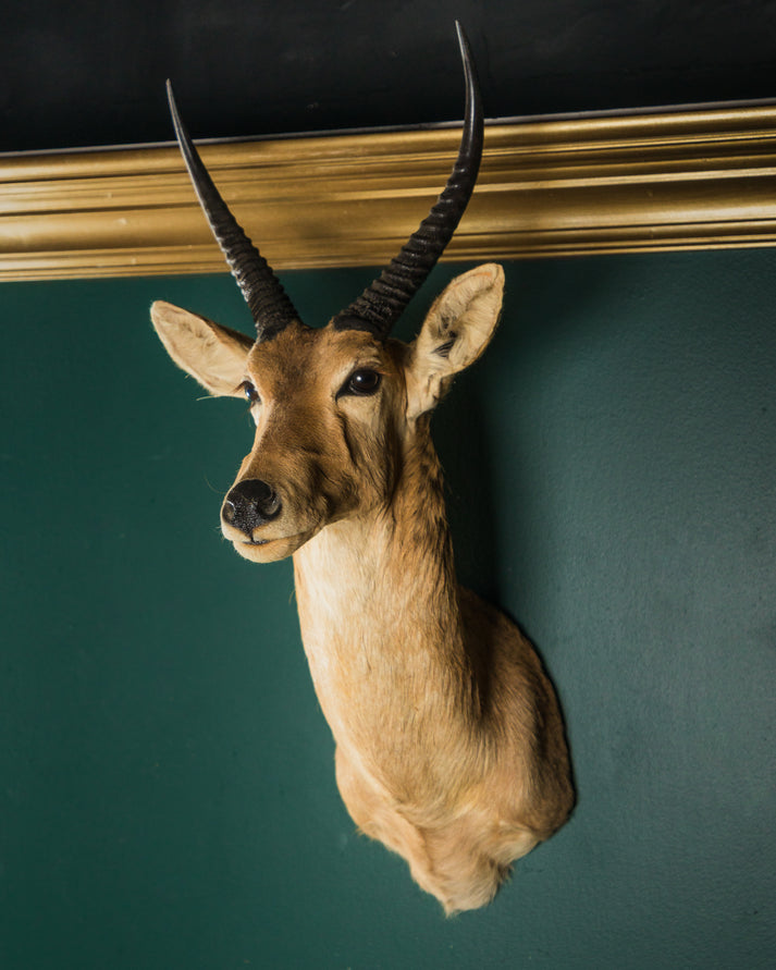 Reedbuck Wall Mount – Vulture Culture Oddities