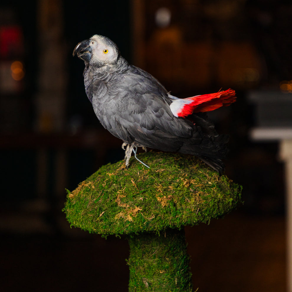Emily Binard African Grey Red Tail Parrot – Vulture Culture Oddities