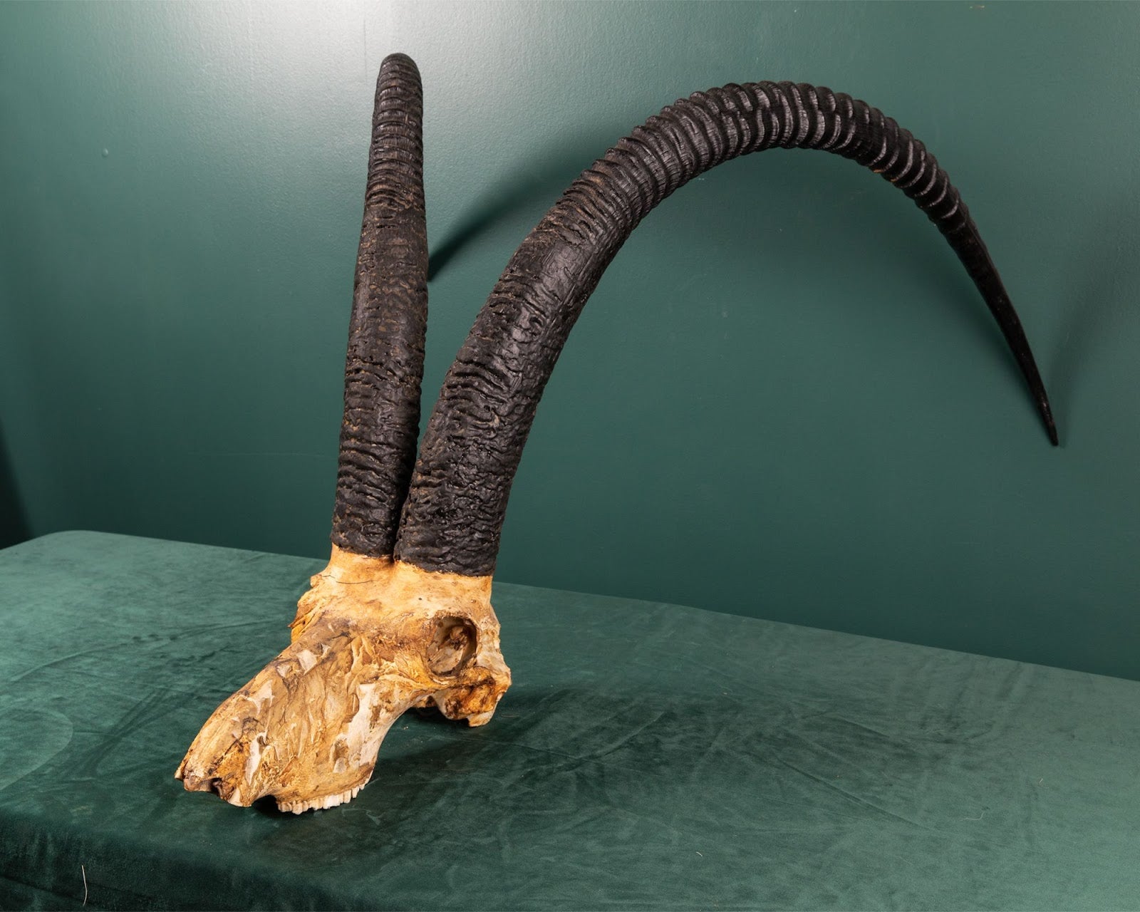 Ibex Skull – Vulture Culture Oddities