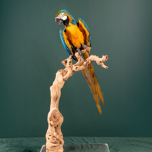 Macaw – Vulture Culture Oddities