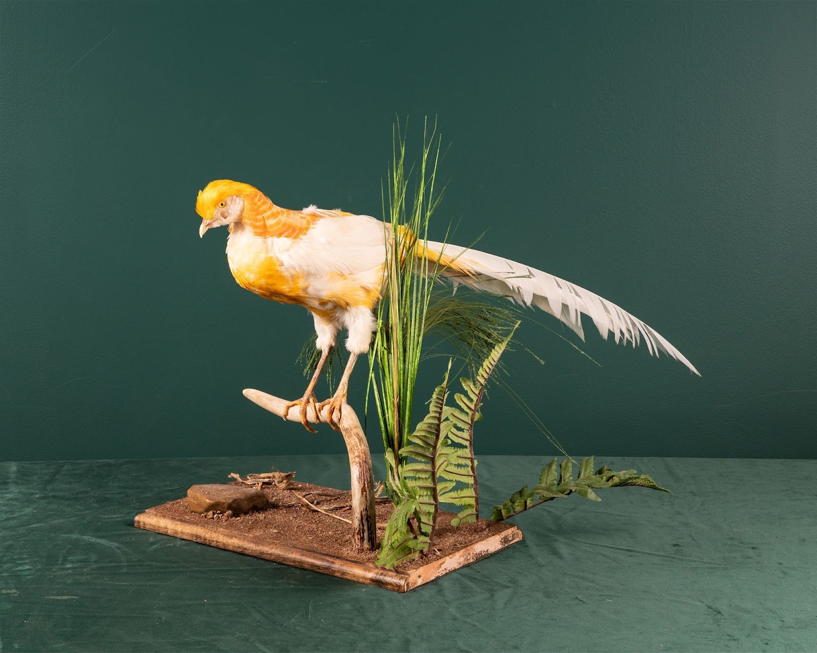 Peach Golden Pheasant – Vulture Culture Oddities