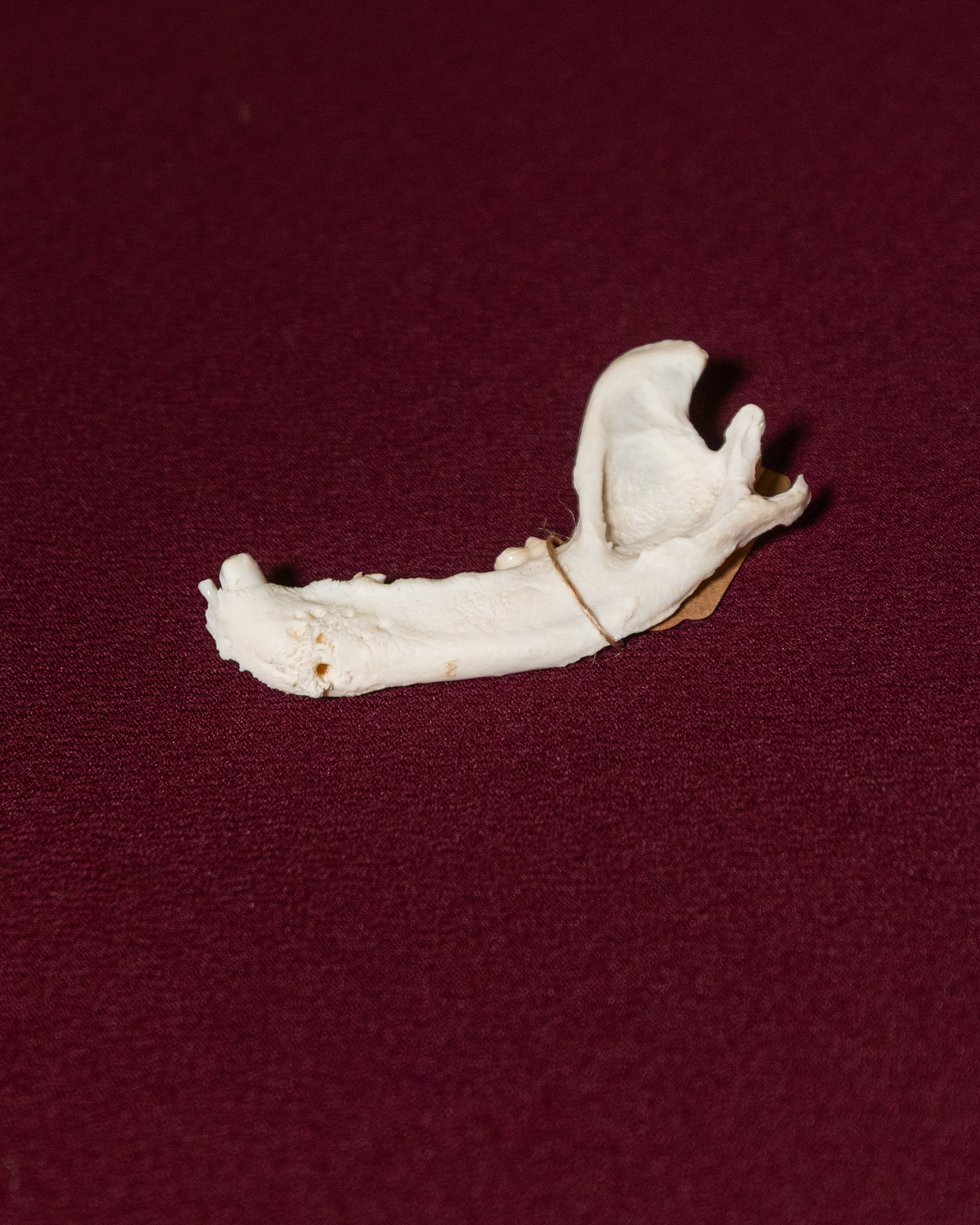 Canine Half Jaw – Vulture Culture Oddities