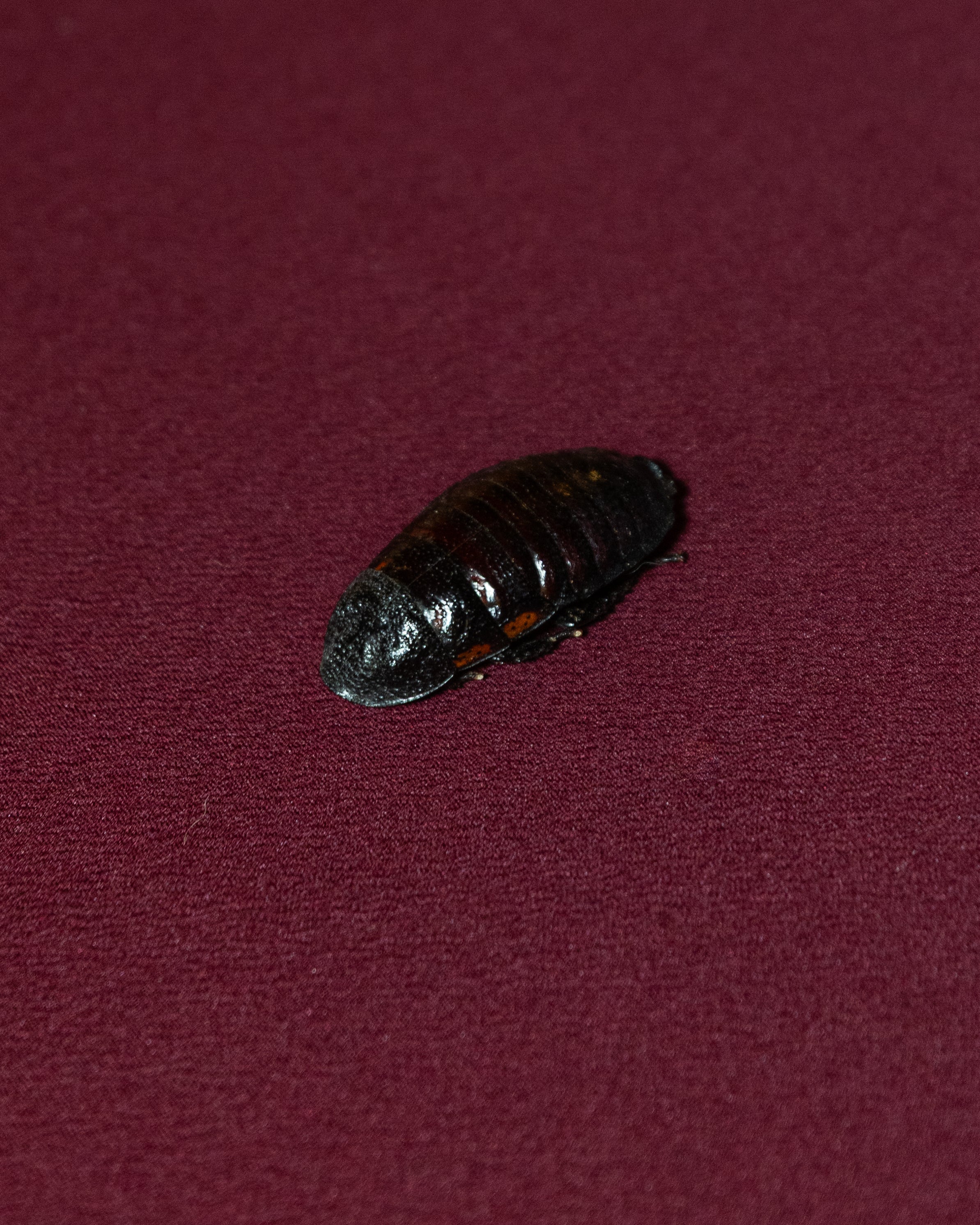 Madagascar Cockroach – Vulture Culture Oddities